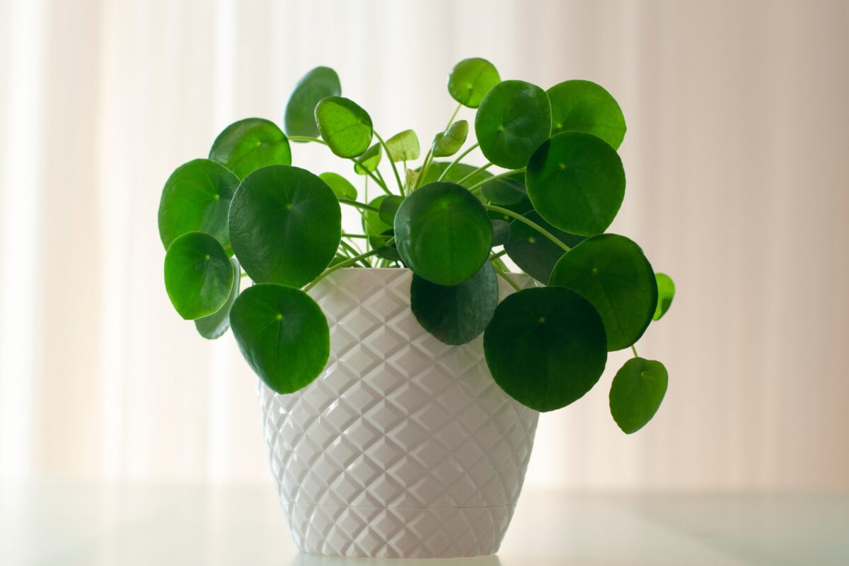12 Lucky Plants To Grow For Prosperity In Florida Gardens
