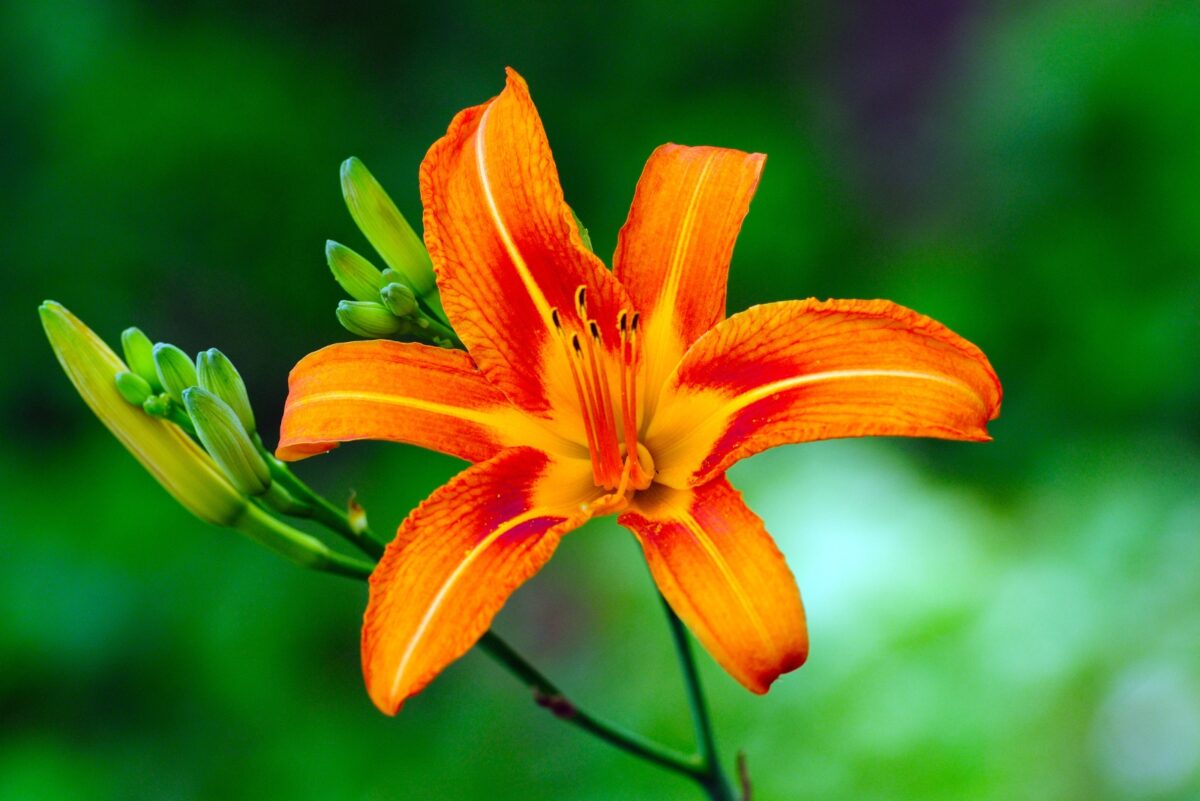 12 Perennials That Bloom Beautifully In Wisconsin's Climate