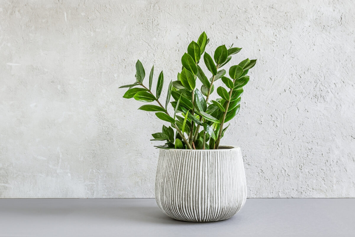12 Plants That Thrive In Maryland Rooms Without Windows