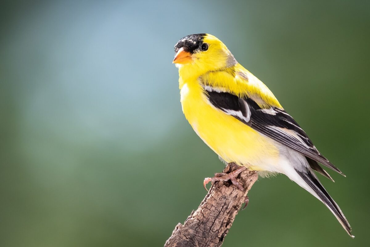 12 Unusually Colored Birds Illinois Gardeners Might Spot This Fall