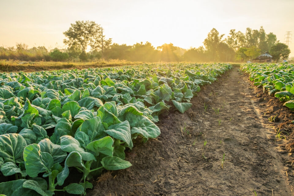 12 Vegetables Tennessee Gardeners Can Grow In Every Season
