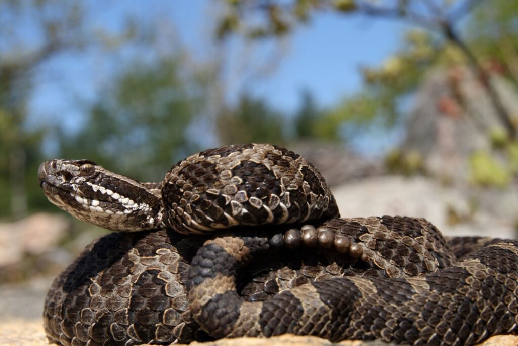 12 Venomous Creatures Every Pennsylvanian Should Recognize