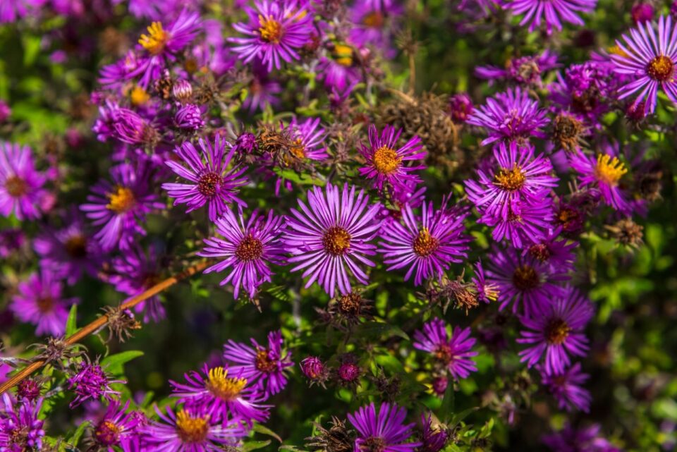 13 Fall Blooming Flowers That Will Brighten Your Garden In Ohio