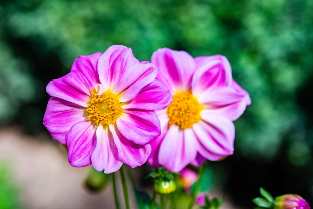 13 Fall Flowers Begging To Be In Your Virginia Garden And On Your Table