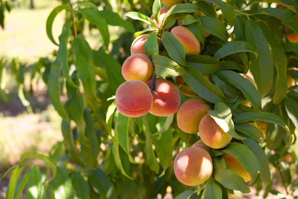 13 Fruit Trees That Struggle In Wisconsin's Climate