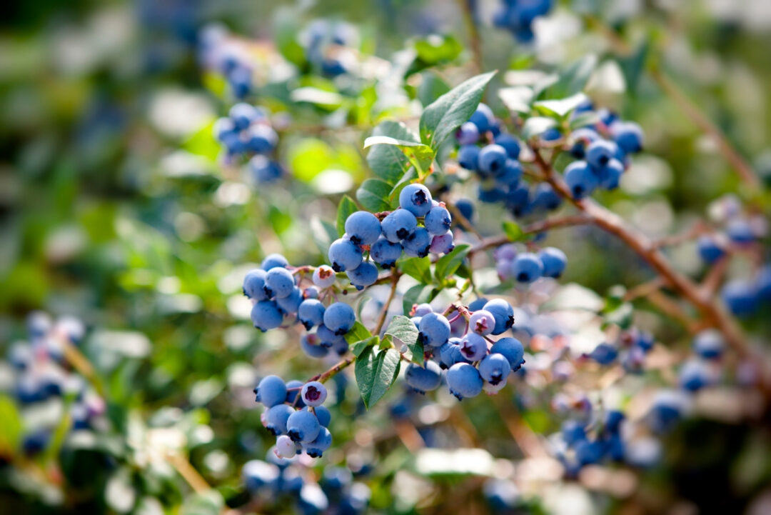 13 Fruits Perfect To Plant From Seed This September In Virginia