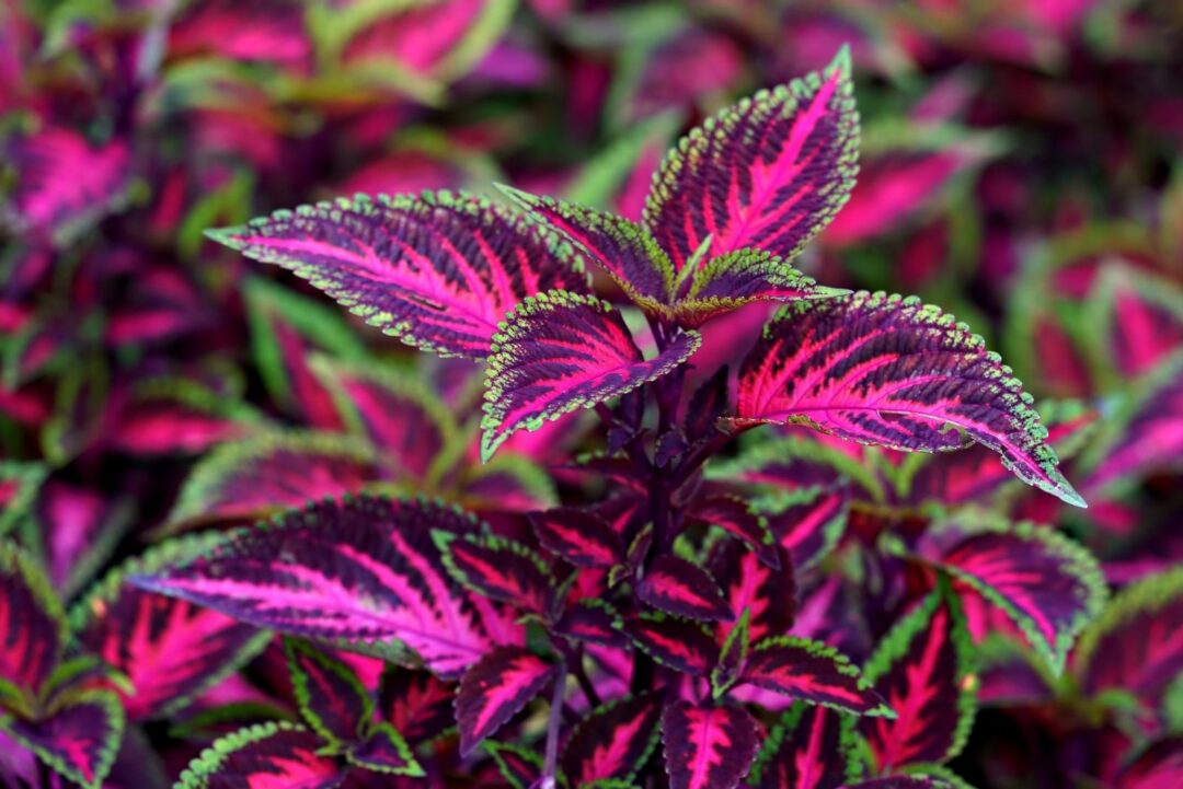 13 Garden Plants In California With Leaves Prettier Than Their Flowers