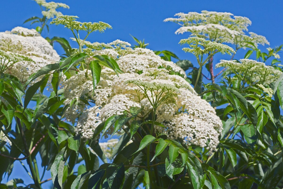 13 Hedge Plants That Thrive On Neglect In Pennsylvania