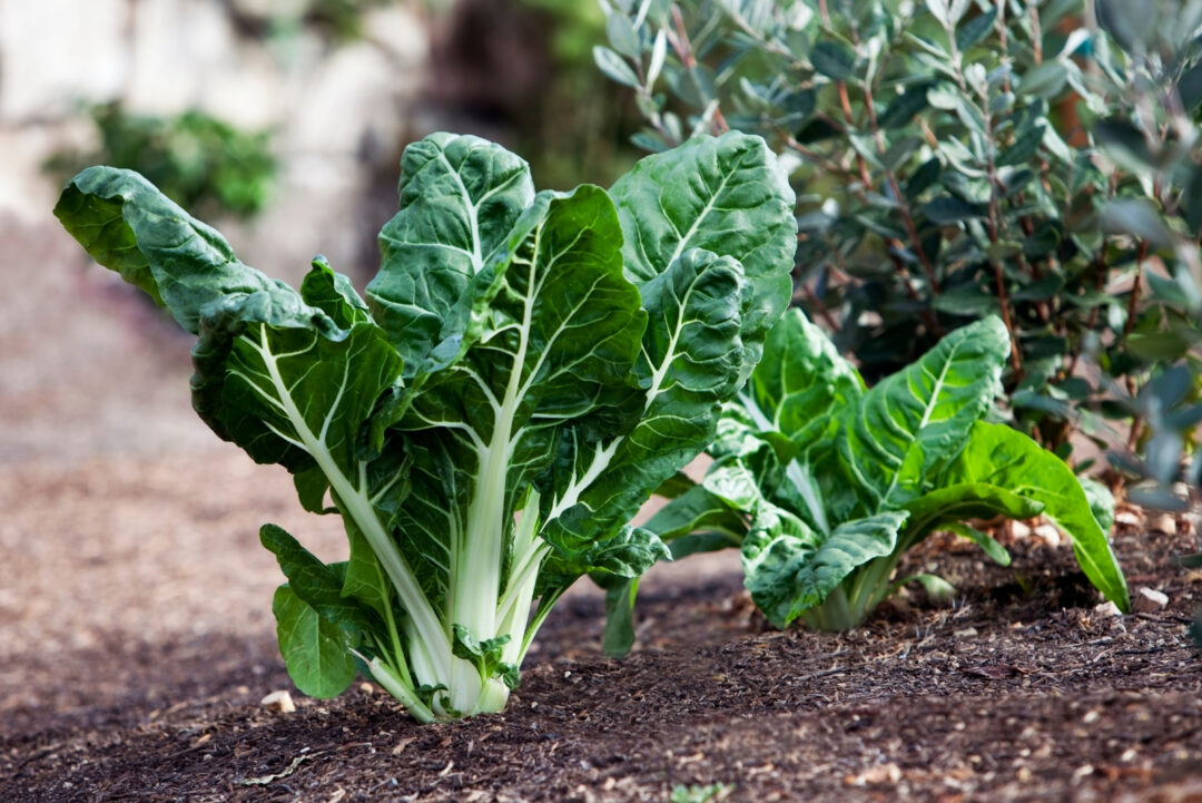 13 Self-Seeding Vegetables Perfect For North Carolina Gardens
