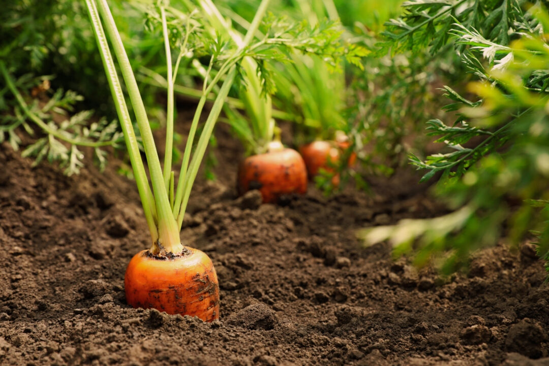 13 Vegetables That Handle Michigan's Four-Season Climate Best