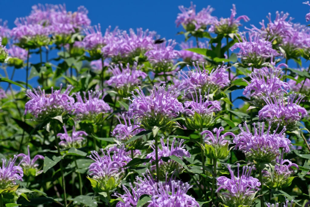 14 Flowers That Are Perfect For Massachusetts Humid Continental Climate