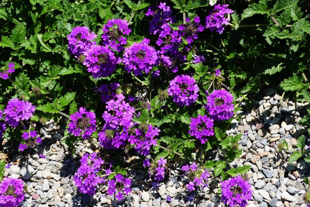 14 Ground Covers That Quickly Fill Bare Spots In California Gardens
