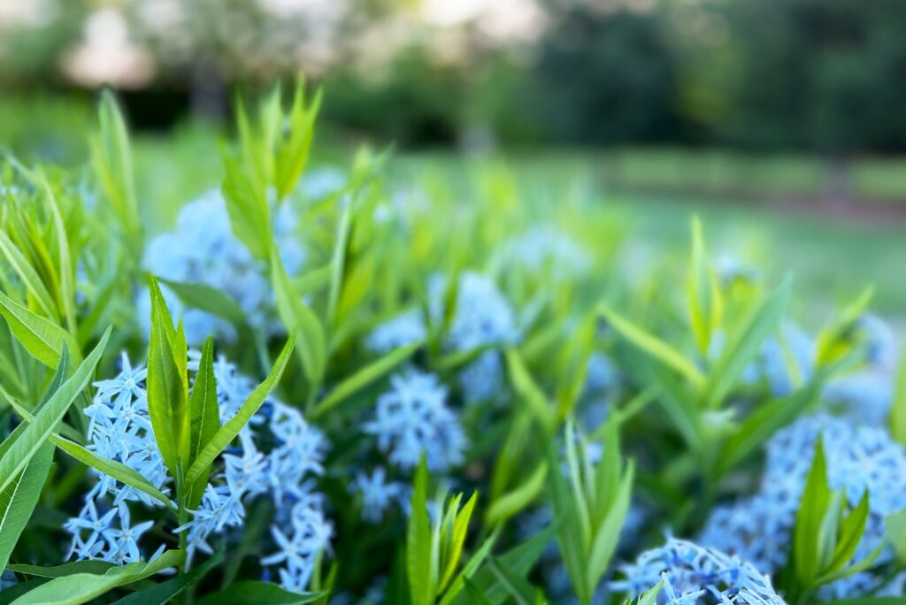 14 Hardy Perennials In Tennessee That Bloom Best When Left Alone