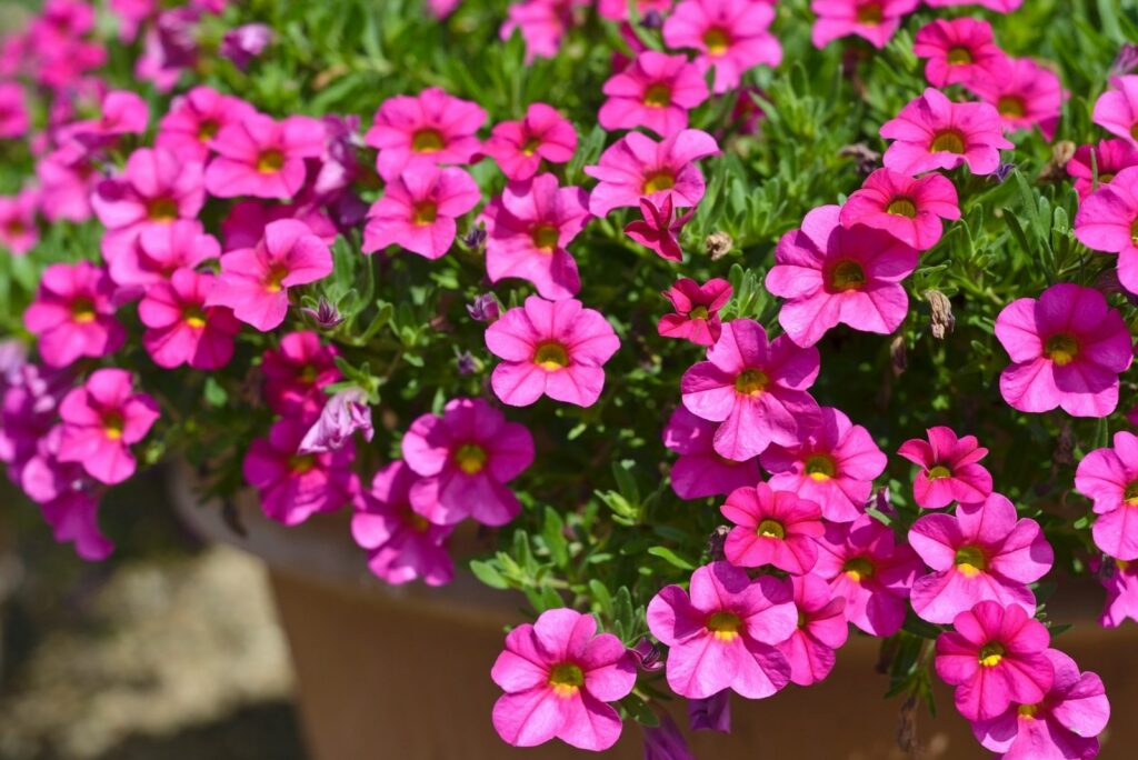 15 Late Summer Flowers For Pots That Look Amazing Through Fall In Georgia