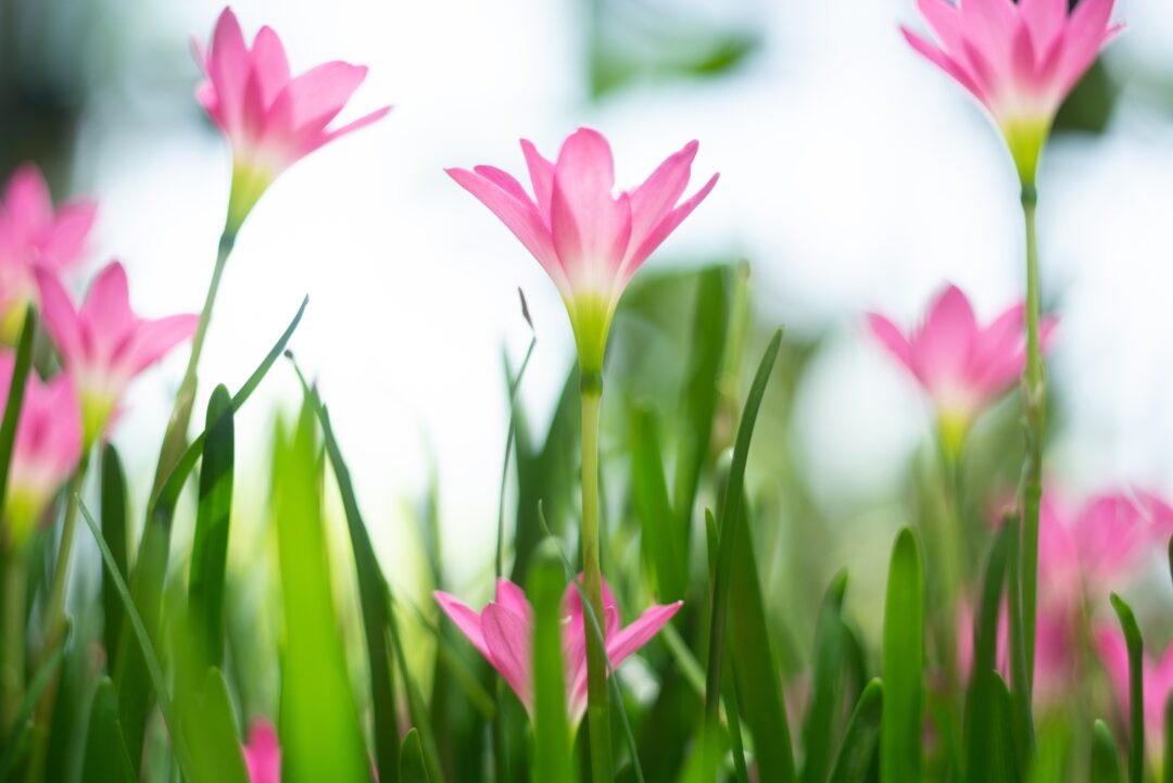 15 Beautiful Flowers That Thrive In Louisiana's Humid Climate