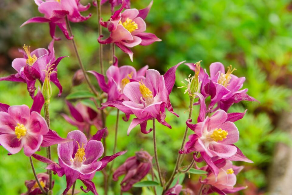 20 Flowers That Bloom Beautifully In The July Heat