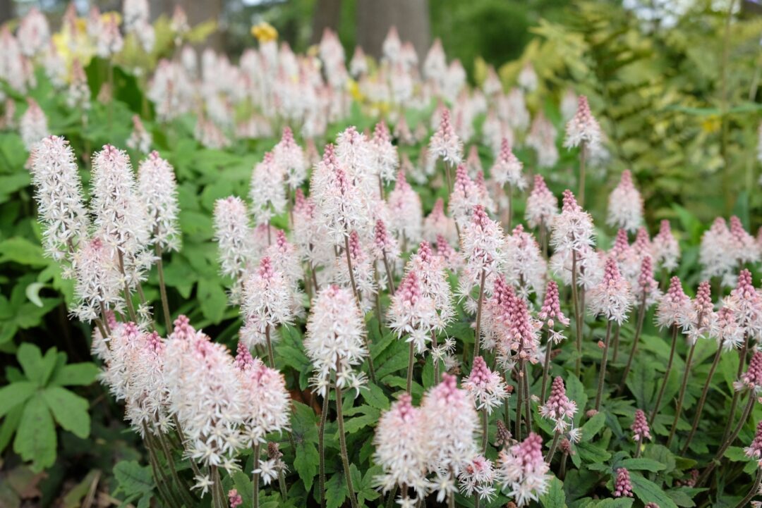 15 Shade Loving Ground Covers That Brighten Dark Corners Of Illinois ...