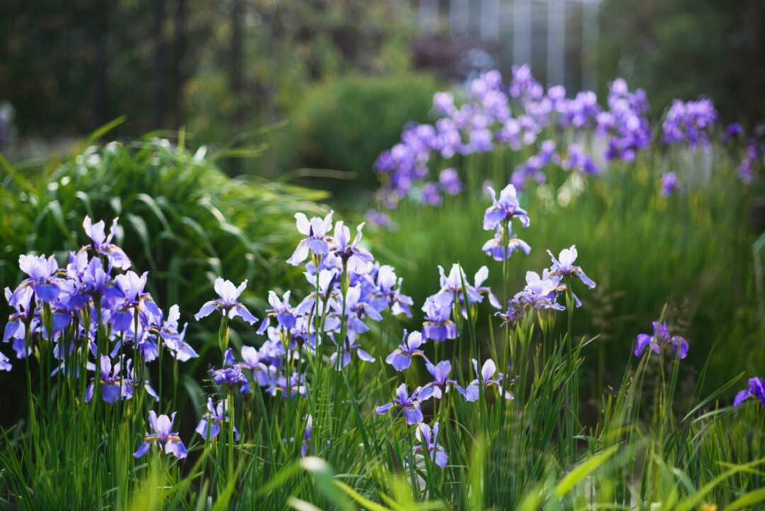 15 Wisconsin Cold-Hardy Perennials That Love Being Left Alone