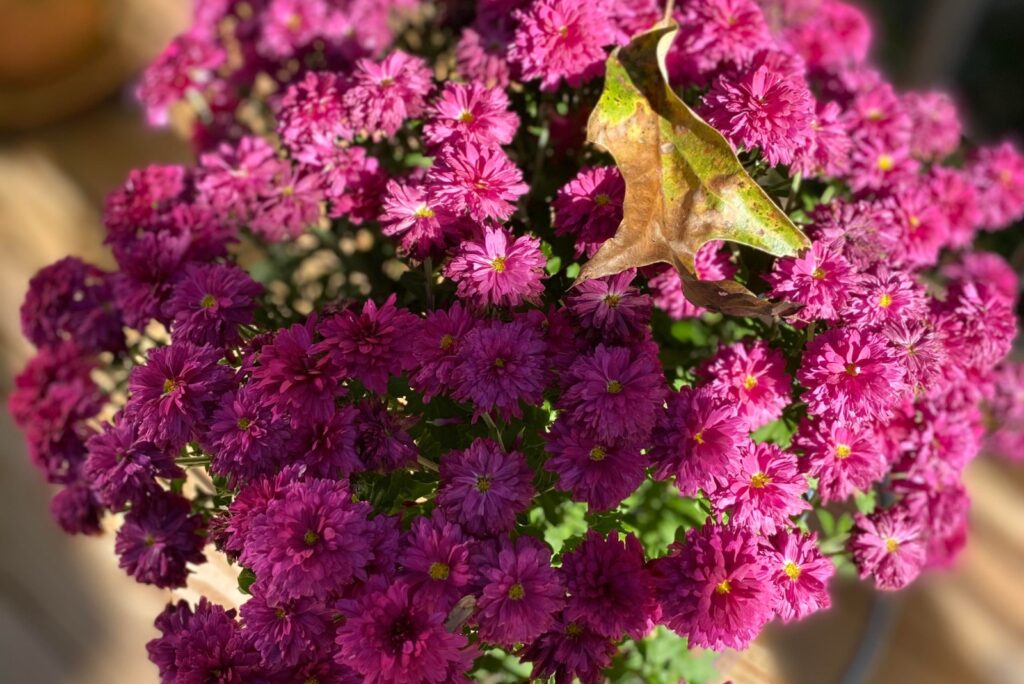7 Deer-Resistant Mums To Brighten Your Fall Garden In New York