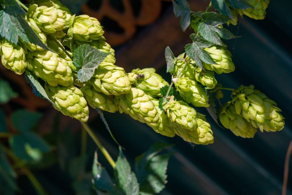 7 Reasons To Consider Planting Hops In October For A Big Summer Harvest ...