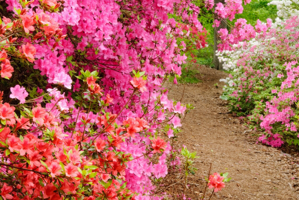 7 Reasons To Visit Tyler's Azalea Trail In Texas
