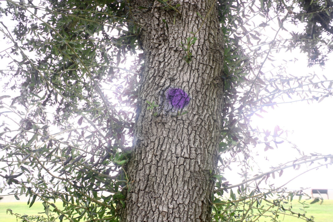 7 Reasons Why Trees Are Painted Purple In New York