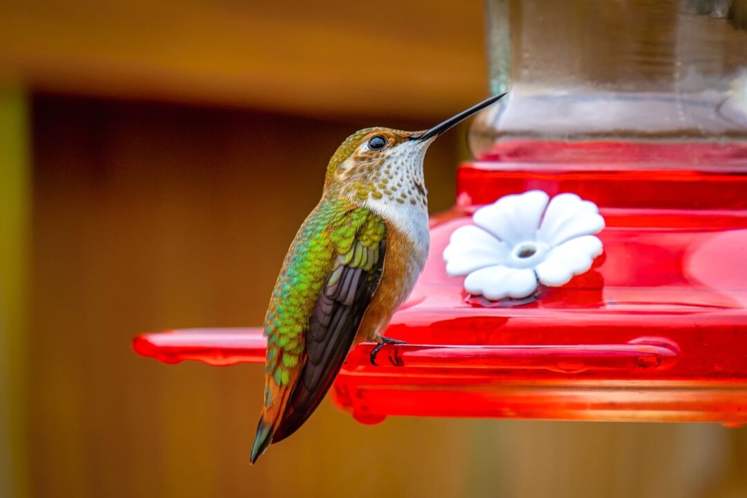 7 Tips To Prepare Feeders As Hummingbirds Migrate Through Texas This Fall