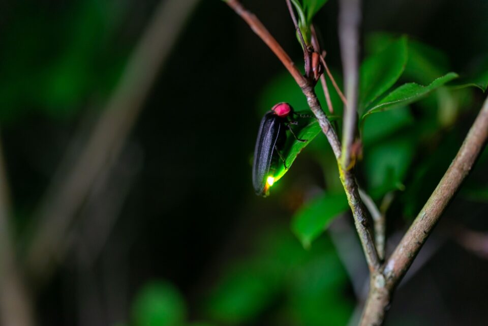 8 Reasons Fireflies Are Disappearing In North Carolina