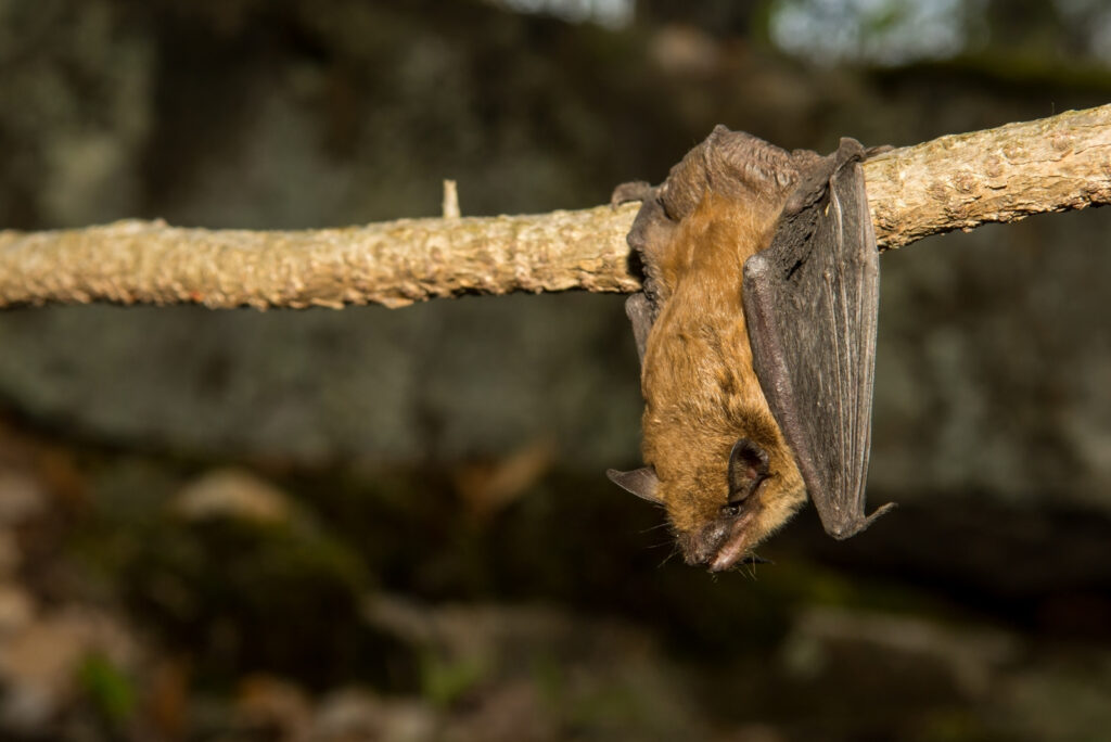 8 Reasons Florida Homeowners Should Welcome Bats