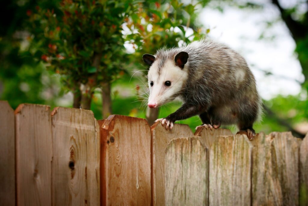 8 Things Arizona Homeowners Should Know Before Removing Possums