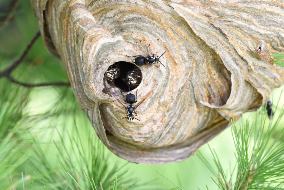 8 Things To Do If You See A Bald-Faced Hornet Nest In Your Pennsylvania ...