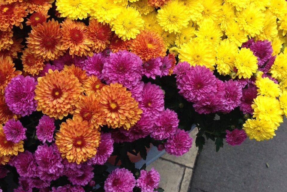 8 Ways To Make Mums Last All Fall In Michigan Without Crispy Leaves