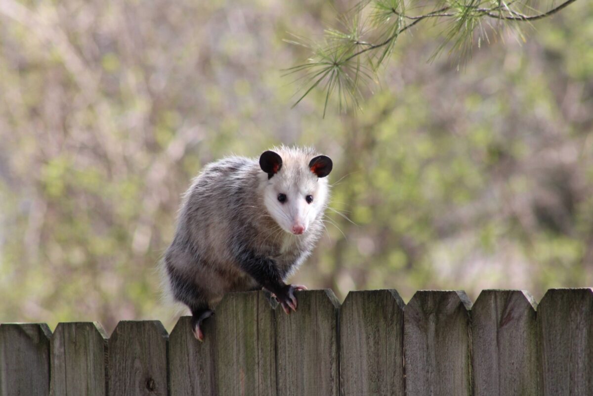 9 Important Things To Understand Before Getting Rid Of Possums In Illinois