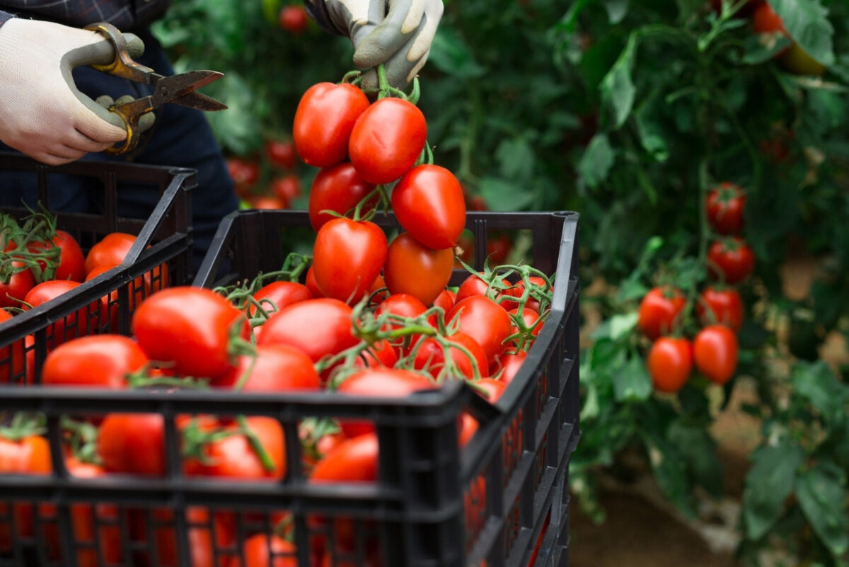 9 Things Gardeners Should Avoid When Buying Tomato Plants In Georgia