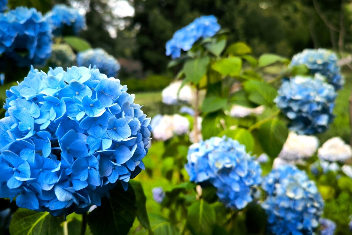 9 Urgent Tasks For Virginia Gardeners With Hydrangeas This Week