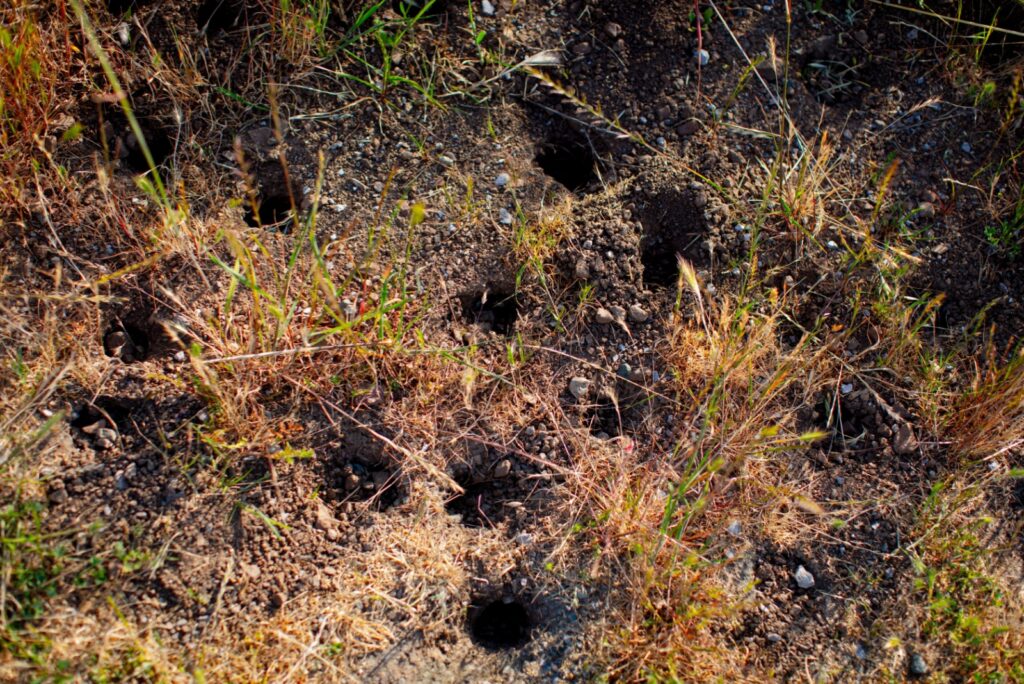9 Ways To Identify What Animal Is Digging Holes In Your Pennsylvania Yard