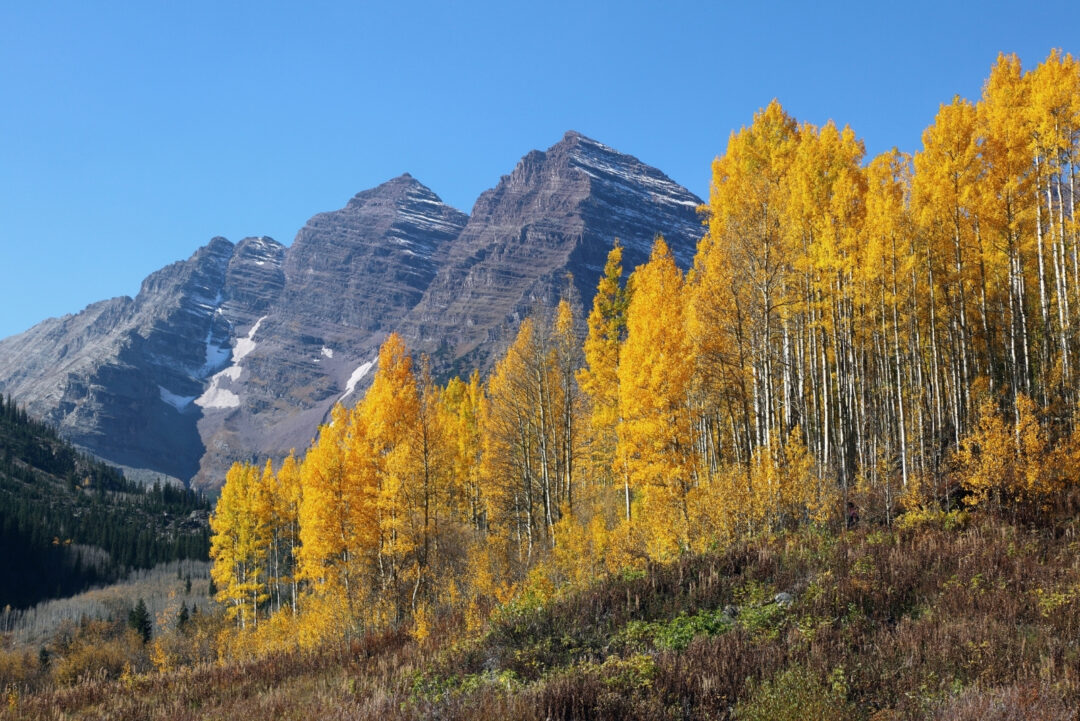 Aspen Trees Start Turning Golden In Colorado Villages This September