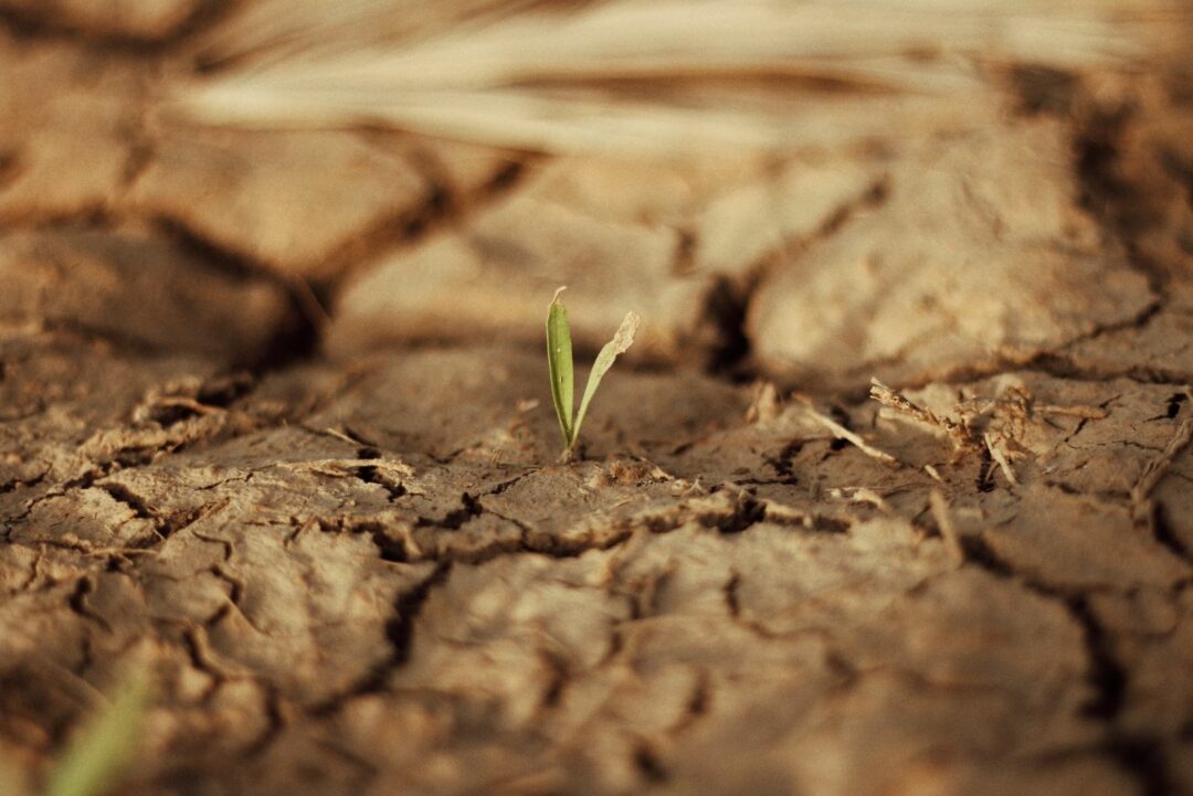 Common Soil Problems Every Iowa Gardener Should Know