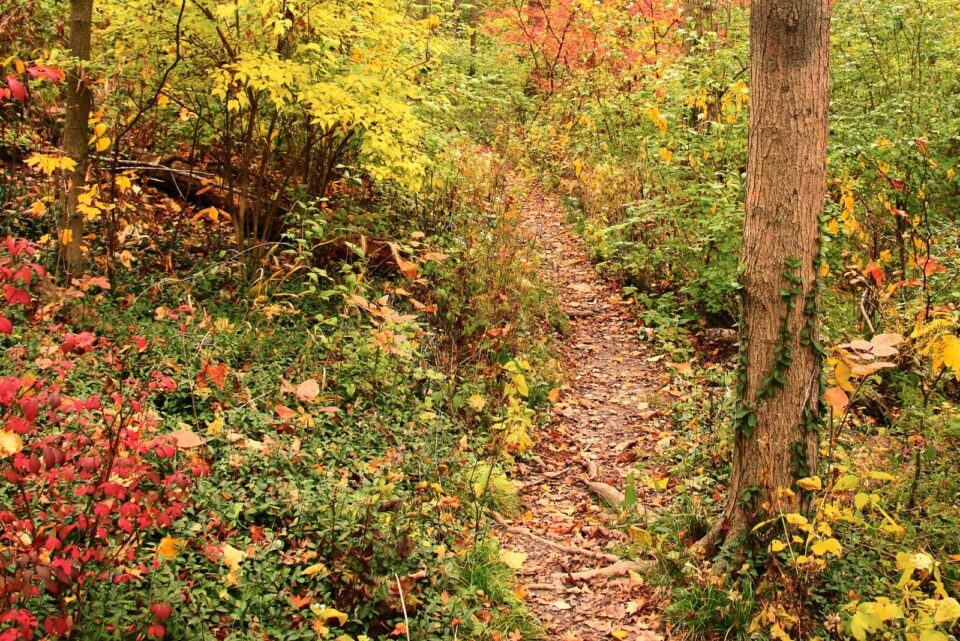 Explore Hidden Green Spaces Across Kentucky For A Perfect Hike