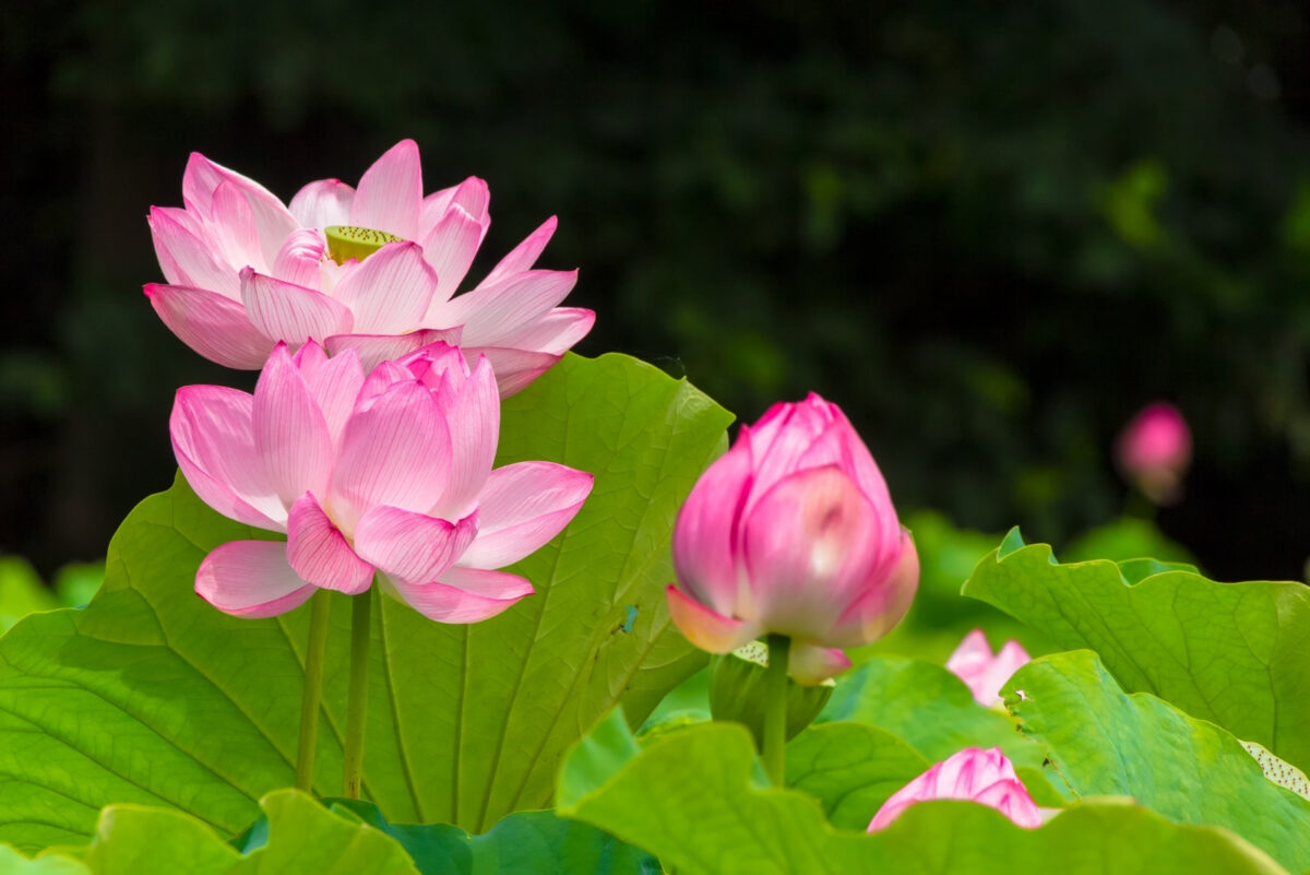 How To Plant Lotus Seeds The Right Way In Florida