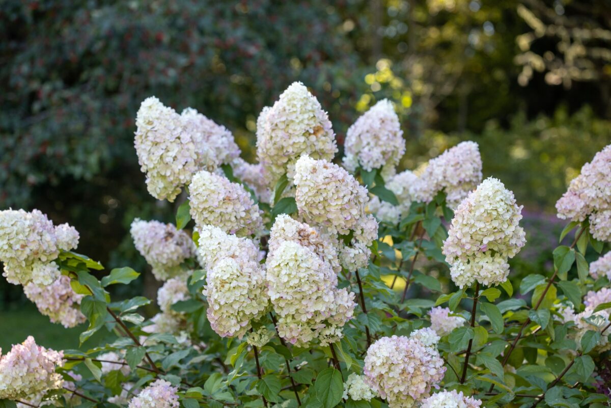 How To Prune Hydrangeas The Right Way In New Jersey