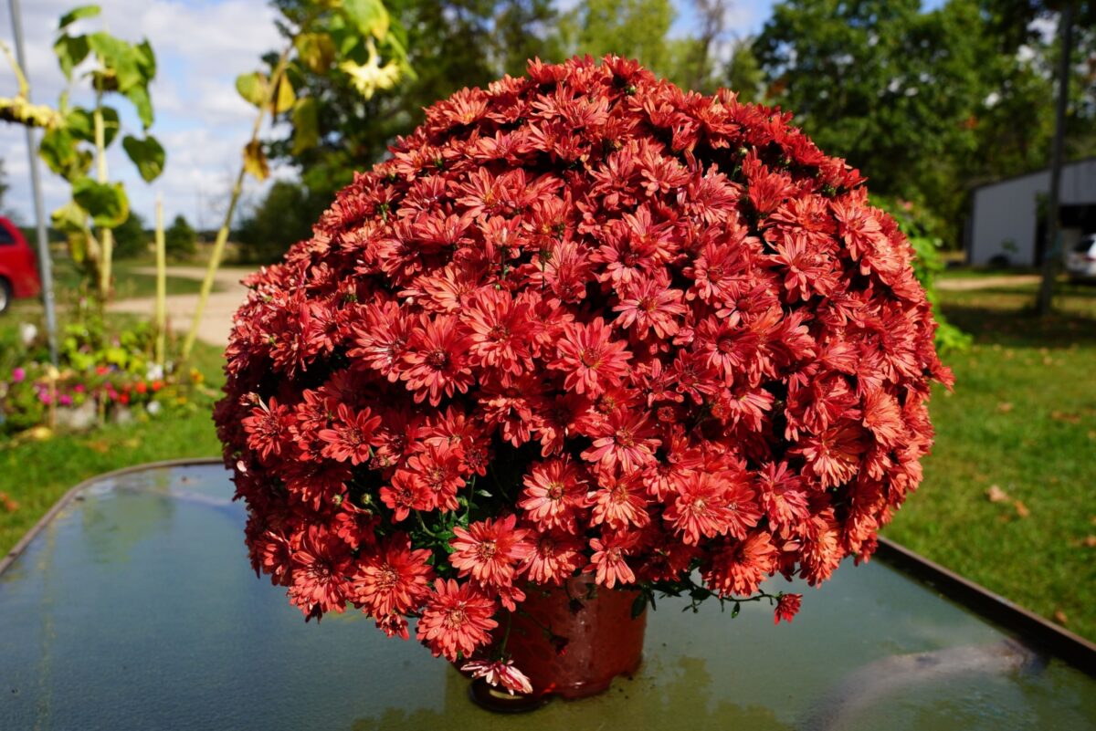 Keep Mums Blooming All Fall In Illinois Without A Single Crispy Leaf