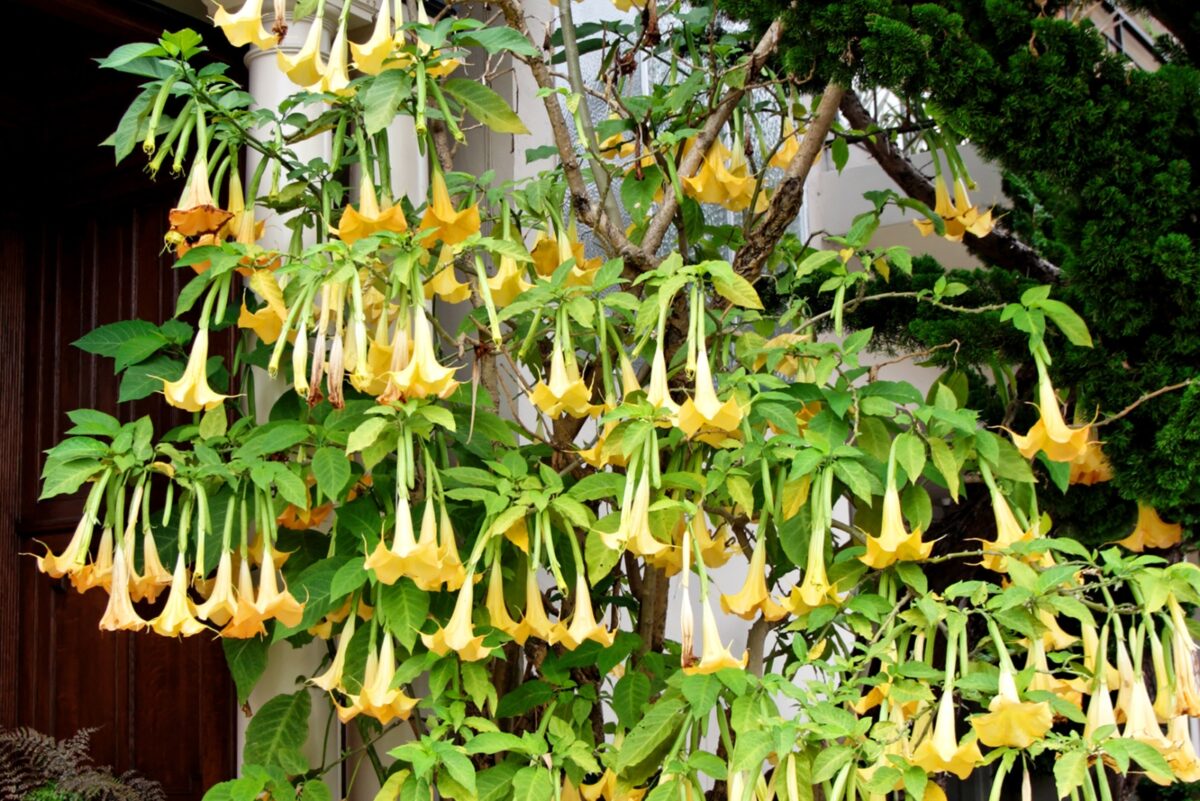 Never Plant These Toxic Trees In California Yards