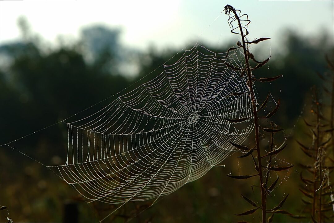 Outdoor Cobweb Removal Tips For Florida And Georgia Gardeners