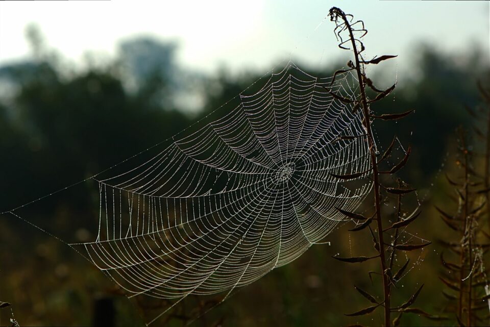 Outdoor Cobweb Removal Tips For Florida And Georgia Gardeners