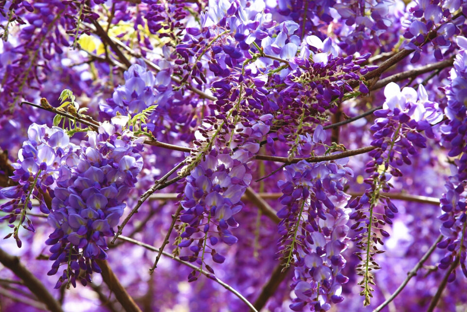 Small Georgia Towns Transformed By Cascading Purple Wisteria