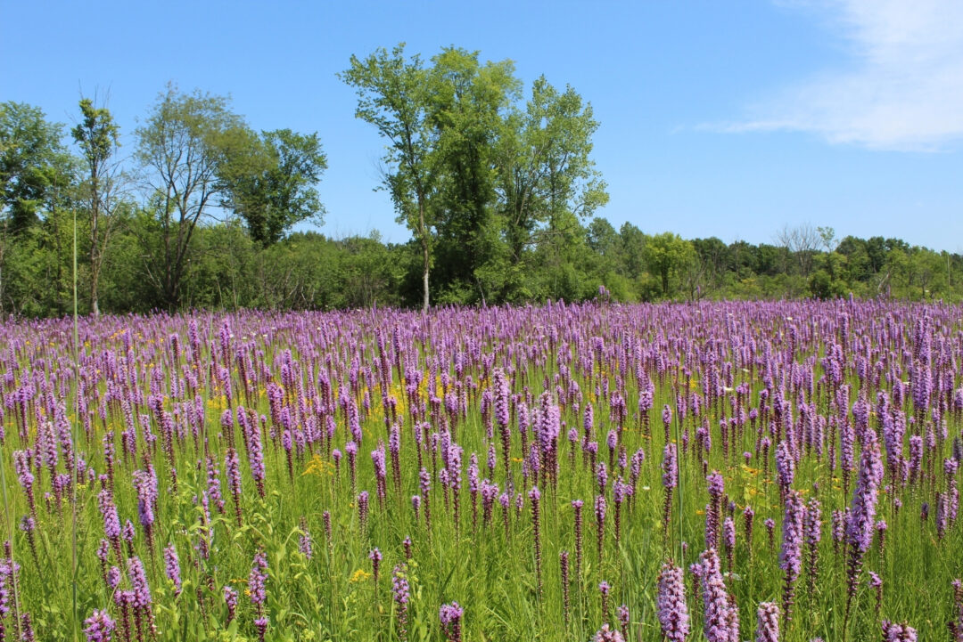 Small Illinois Villages Surrounded By Blooming Prairie Flowers