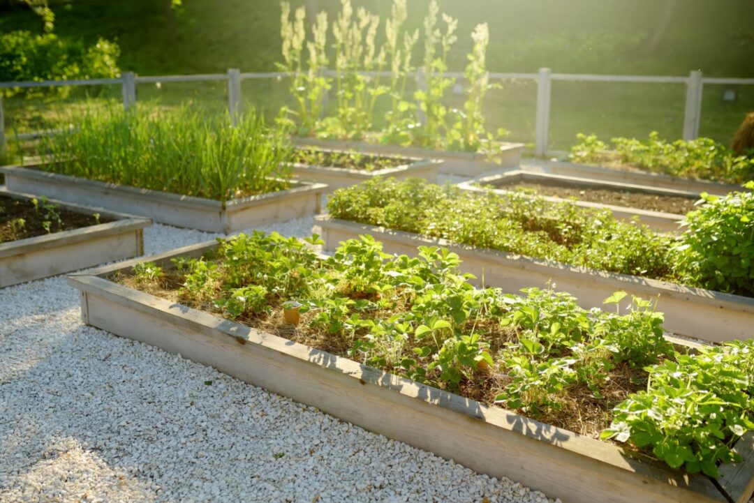 Small Oregon Towns Where Community Gardens Come Alive In September Sun