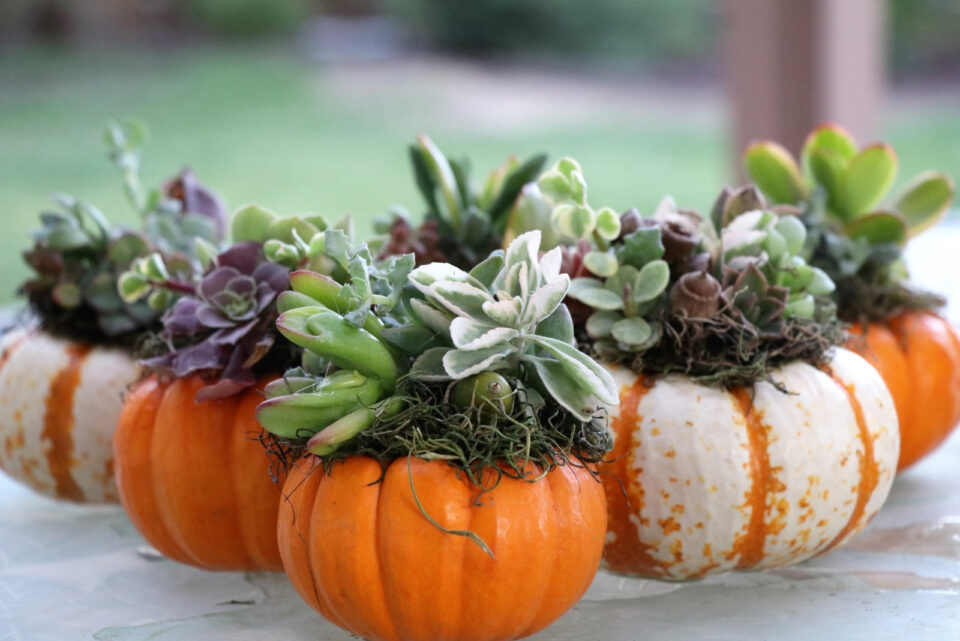 Stylish Pumpkin Decor Ideas That Are Simple And Chic In Vermont