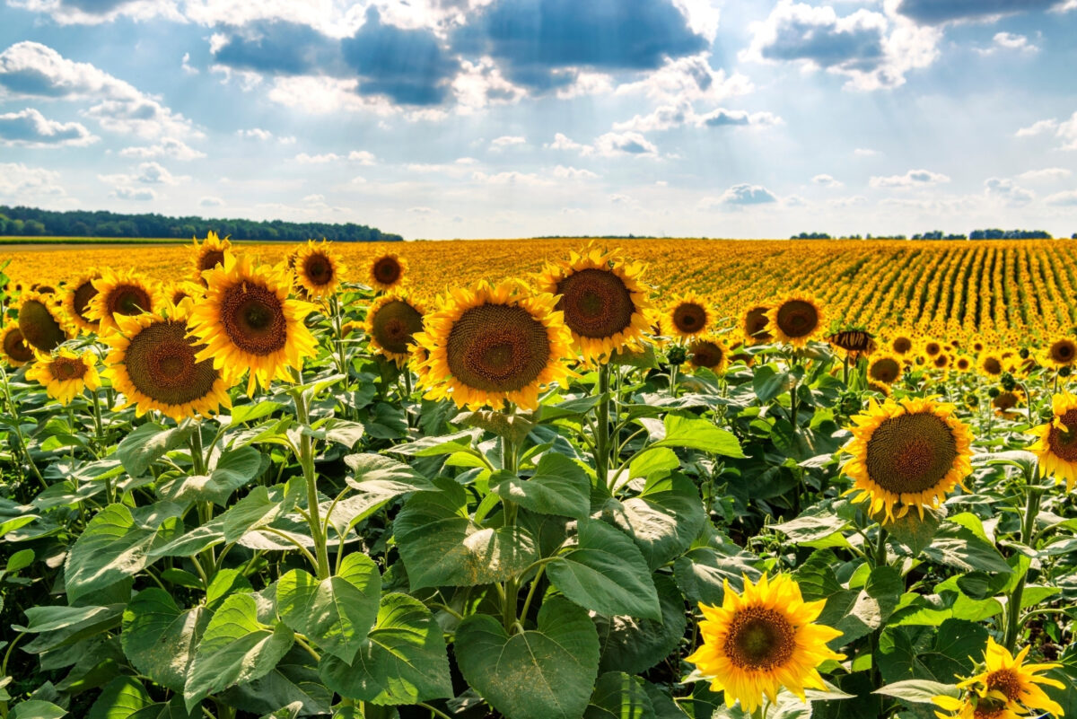 Sunflower Fields In Full Bloom Surround Midwest Villages
